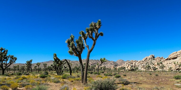 Join the American Beauty Photo Contest and win 50mm Lens - VIEWBUG.com